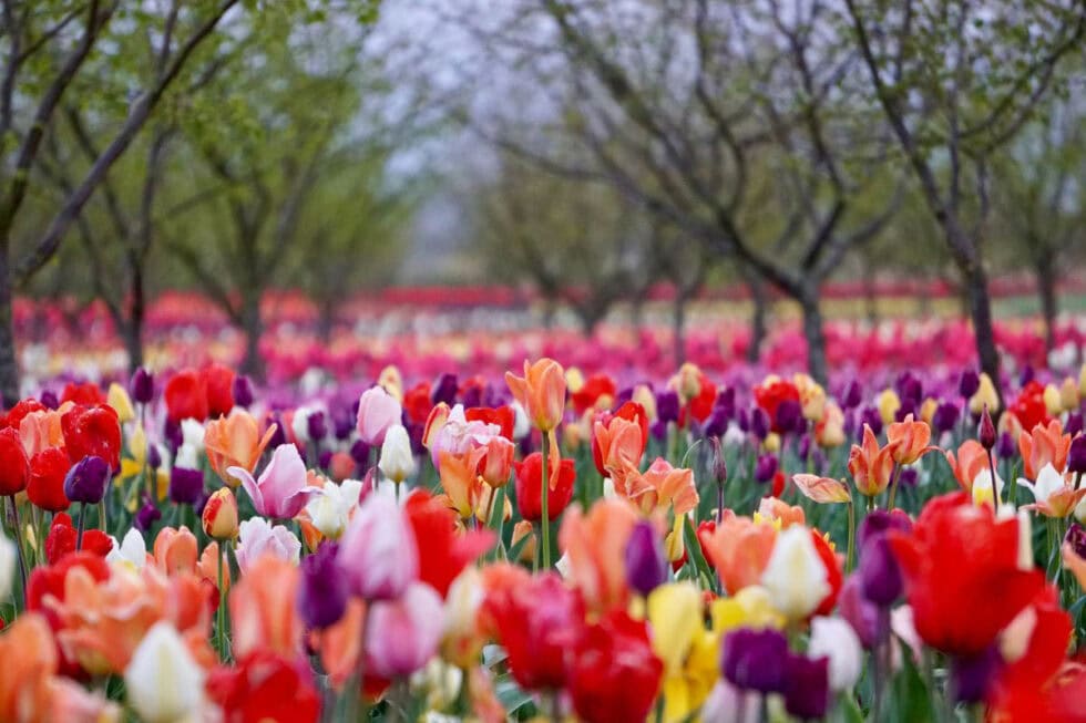Tulip Valley Farms U-Pick Tulip Garden | Skagit Valley Tulip Festival