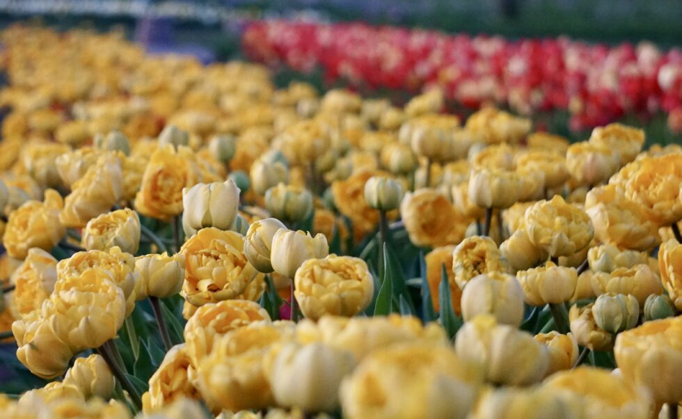 History & Highlights of Tulip Valley Farms, the Valley’s U-Pick Tulip Field