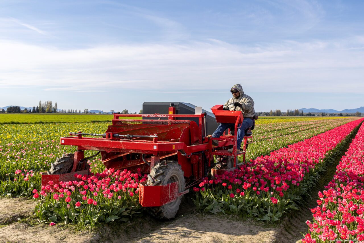 Plant, Bloom, Dig, Repeat: The Life of a Tulip