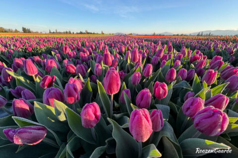 2026 Skagit Valley Tulip Festival Dates: Early Bloom